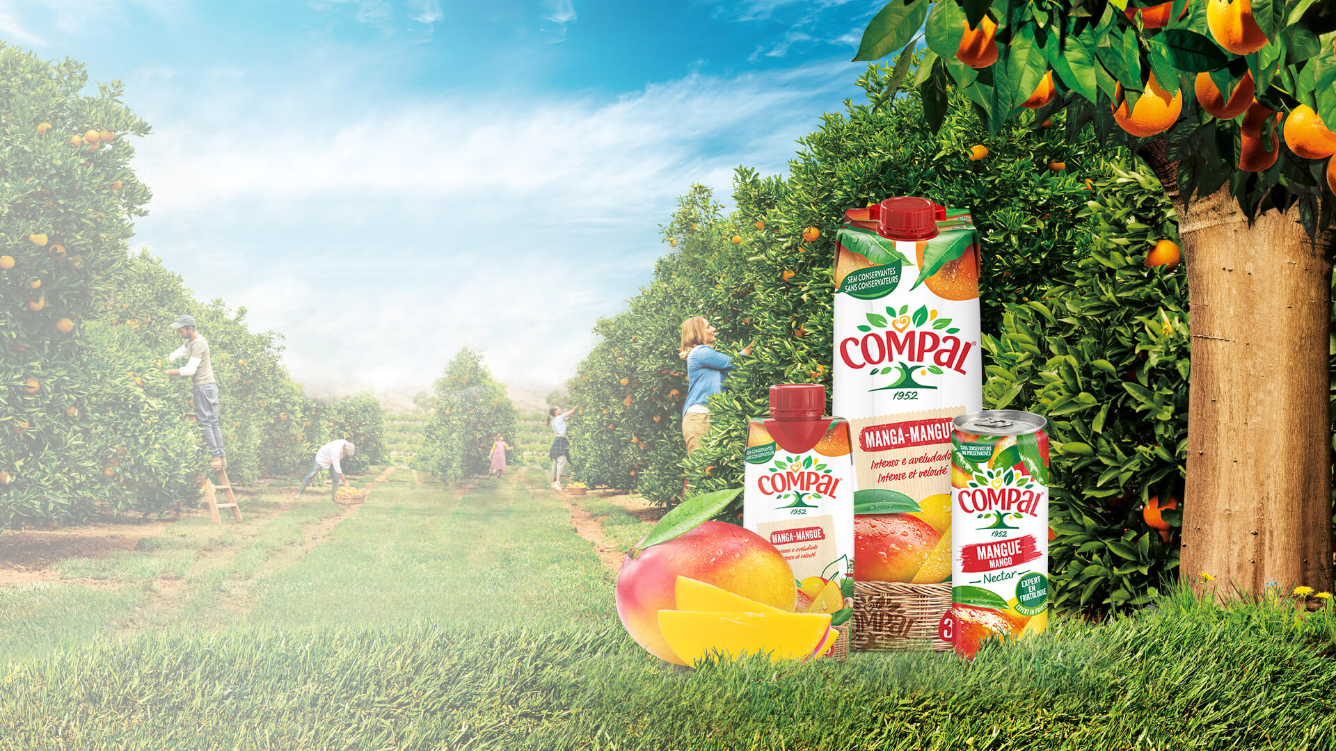 Colombian Mango Nectar | Compal